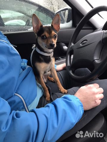 Продаётся Чихуа-хуа