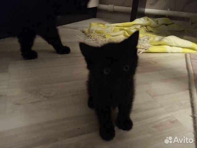 Продаю Котёнка