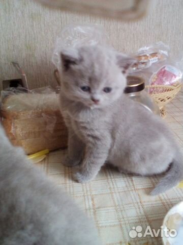 Продам чудесную британскую кошечку
