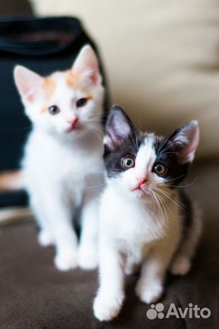 "Котята Степа и Мотя в поисках дома"