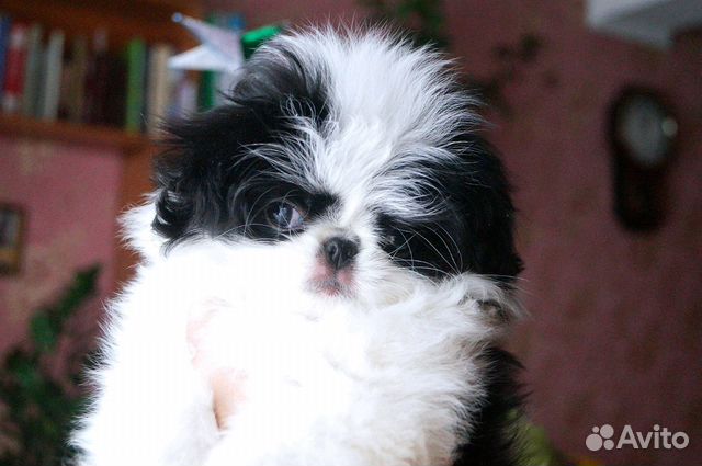 Японский Хин малышки