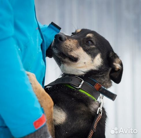 Отдаю в добрые руки