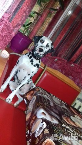 Продам далматинца)
