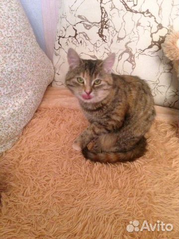 Кошка Машка