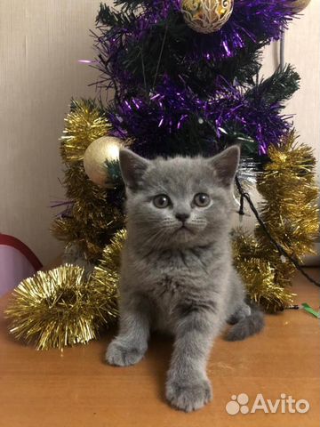 Плюшевая британская кошечка голубого окраса