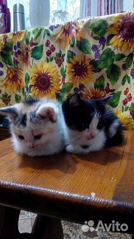 Отдам двух Первенцев в Добрые Руки