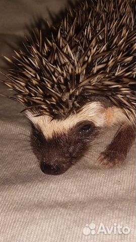 Карликовый африканский ежик