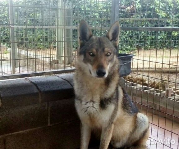 Волкособ, вольфдог, помесь волка, волк