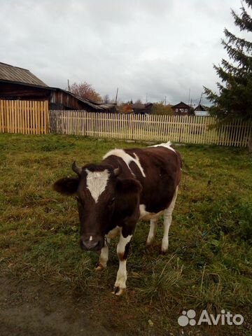 Якутская+симментал