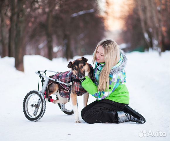 Спинальник Джози ищет дом