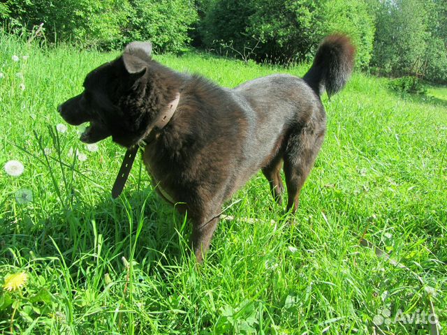 Рекс ищет семью