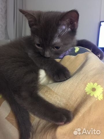 Британский котёнок девочка шоколадная