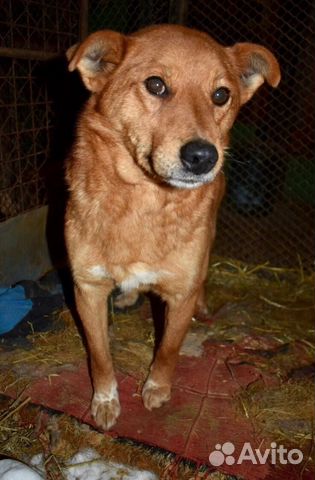 Рыжий лис Арамис