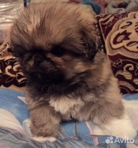 Продается щенок пекинеса