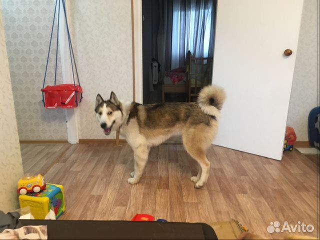 Найден кобель помесь хаски. В добрые руки