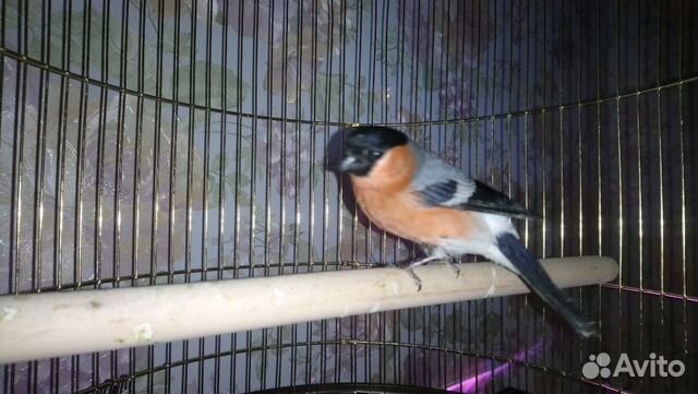 Пара снегирей