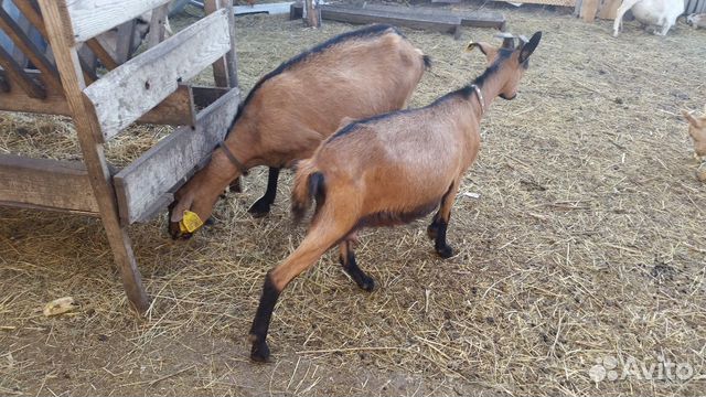 Козочки и козлики чешской и зааненской породы