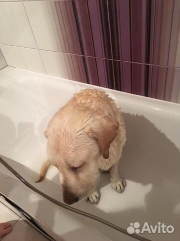 Отдадим лобрадора,в хорошие руки