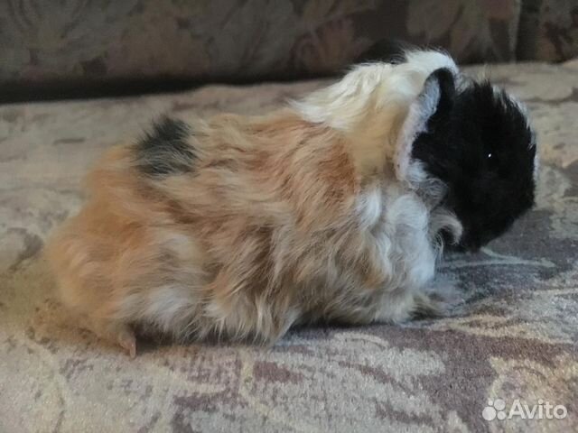 Морские свинки