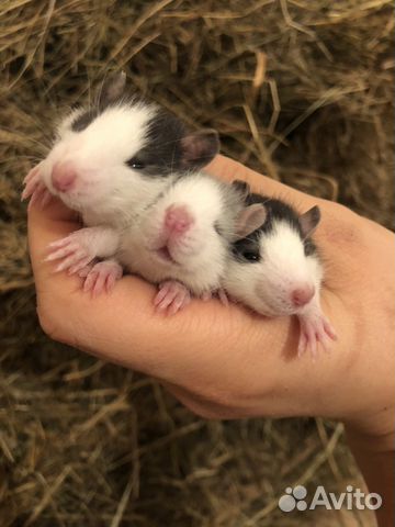 Крыса,крысята хаски