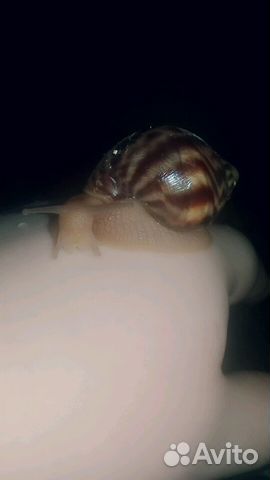 Ахатина -ахатина тигр