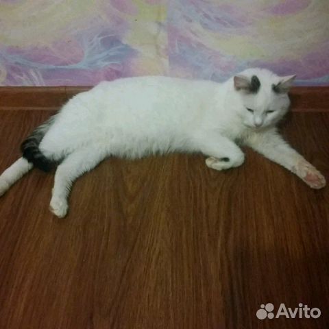 Кот в добрые руки