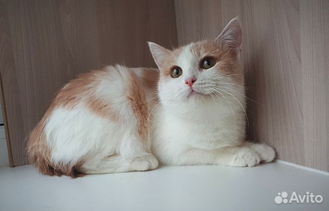 Кошечка Мисси ищет дом