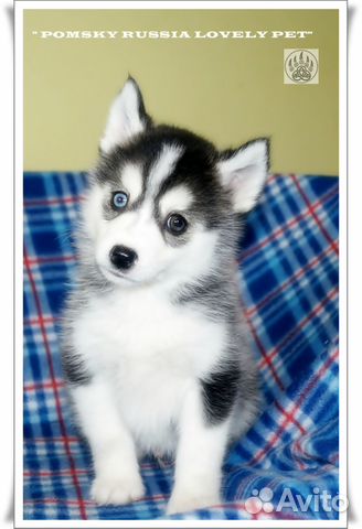 Помски мини хаски