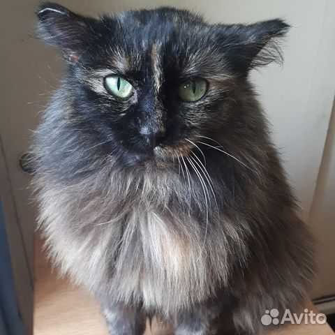 Триша отдам в добрые руки