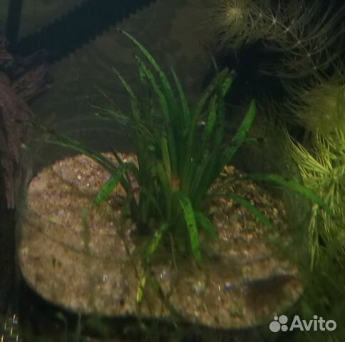 Аквариумные растения