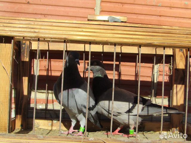 Голуби.Типплеры