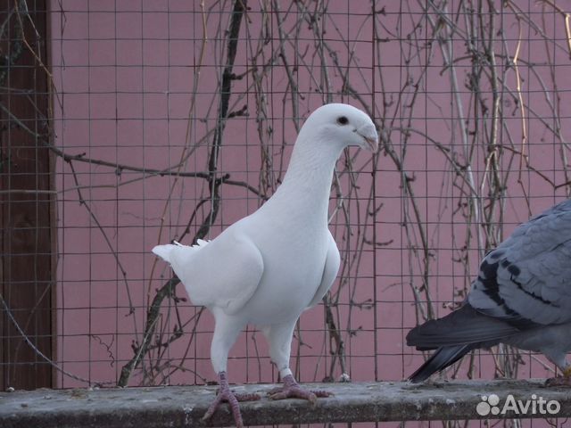 Голуби. Немецкие выставочные