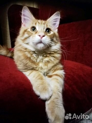 Котик мейн-кун