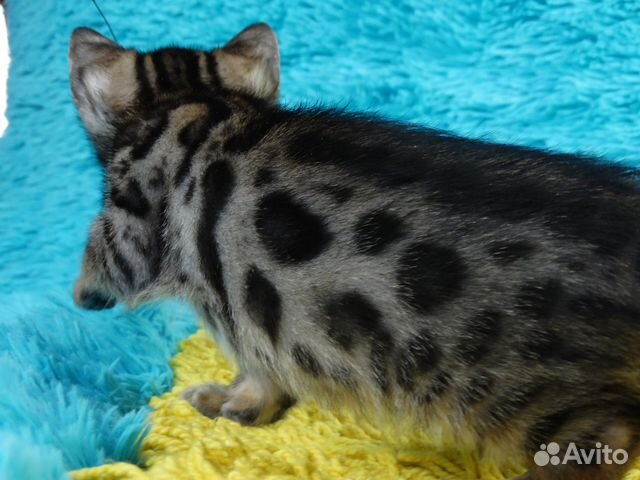 Бенгальские котята девочки и мальчики