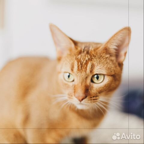 Абиссинская кошка, 2 годика