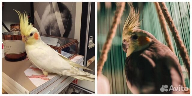 Попугай Корелла. Отдаю в добрые руки