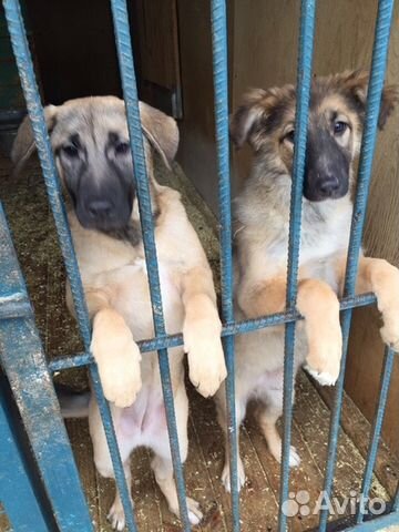 Милые щеночки в добые руки