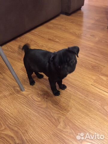Мопс продам