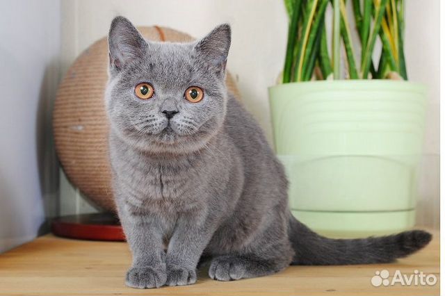 Британские котята аристократы