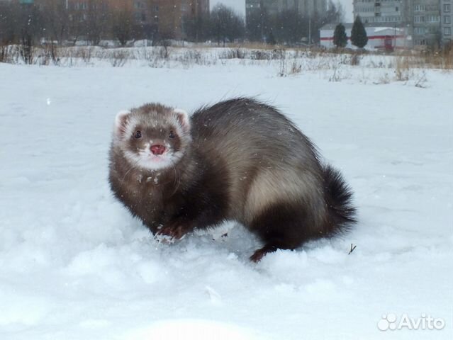 Истинные леди