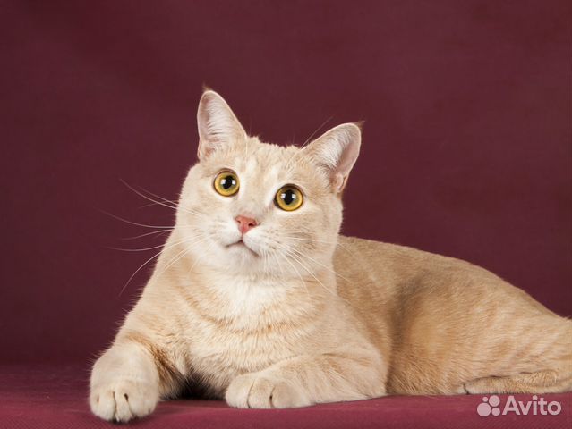 В добрые руки молодой котик Персик