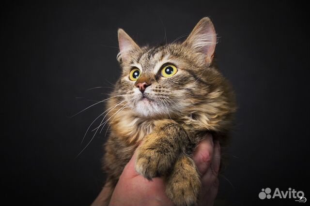 Котенок
