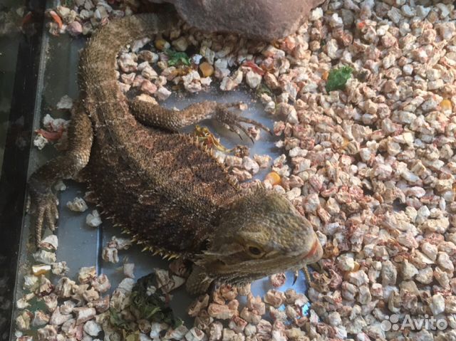 Агама Бородатая агама ящерица