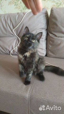 Котенок (девочка) ищет своих любящих хозяев