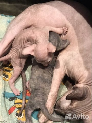 Продаются котята сфинкса