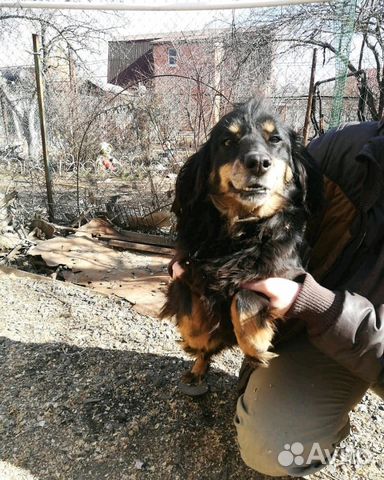 Собака Люсенька