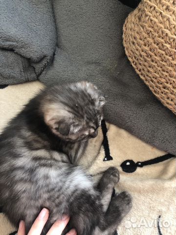 Котёнок