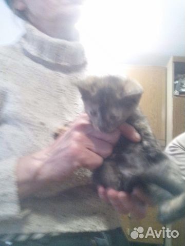 Черно-коричневый котёнок в добрые руки