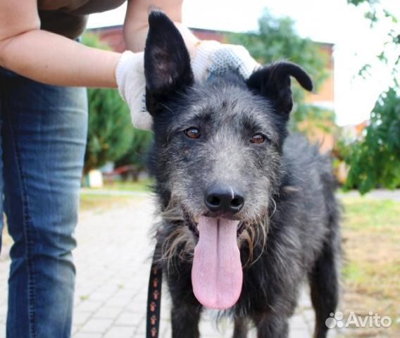 Ласковый Бархат в добрые руки, в дар