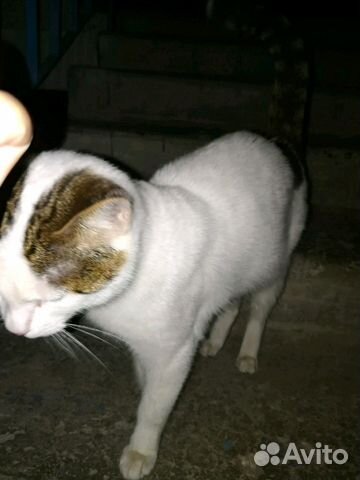 Кот, котик